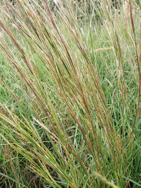 Little Bluestem Oklahoma State University