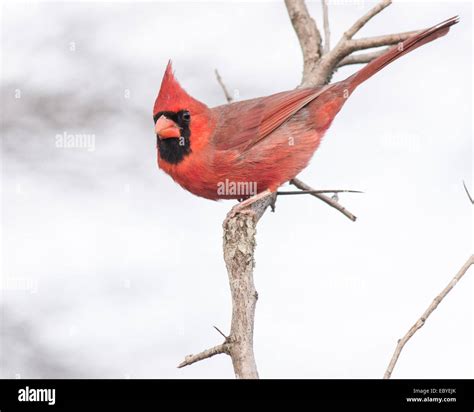 A Male Cardinal Perched On A Tree Branch Stock Photo Alamy