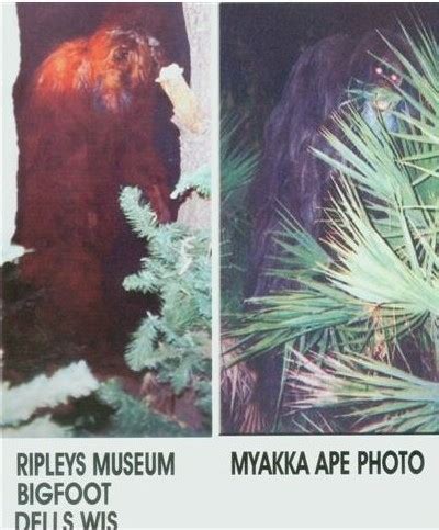 Cryptomundo Myakka Masks And Apemania