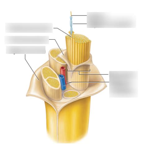 BIOL 20 Structure Of A Nerve Diagram Diagram Quizlet