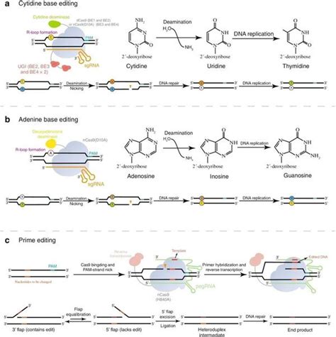 Crispr Cas9基因编辑技术的应用 知乎