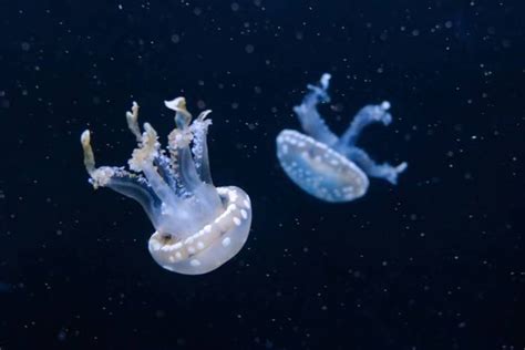 澳大利亚发现水母点状在水族馆 包图企业站