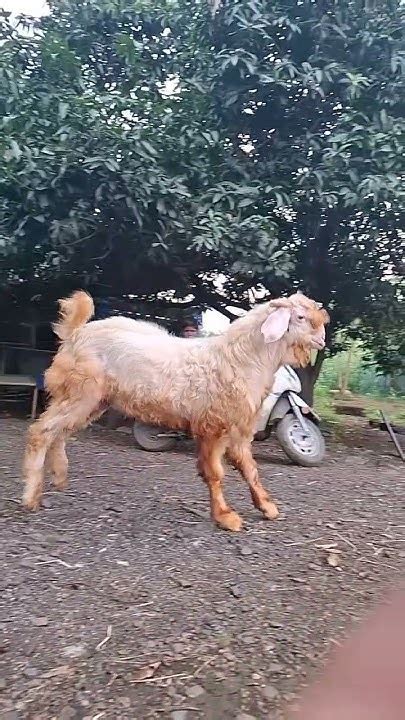 the royal goat farm youtube