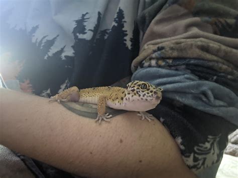 Lil goober : r/leopardgeckos
