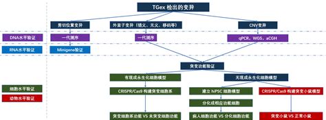 上海闪译生物科技有限公司