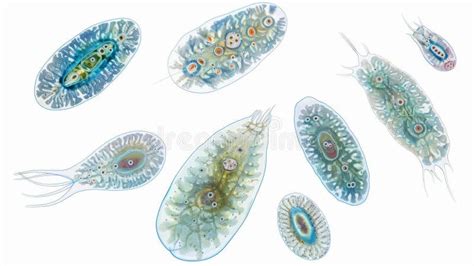 Exploring The Intricate Life Stages Of Ciliate Protozoa Under The Microscope Stock Illustration