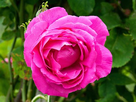 Historic Rose Ulrich Brunner Fils - Free photo on Pixabay - Pixabay