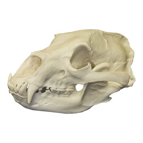 Replica American Black Bear Skull Economy — Skulls Unlimited