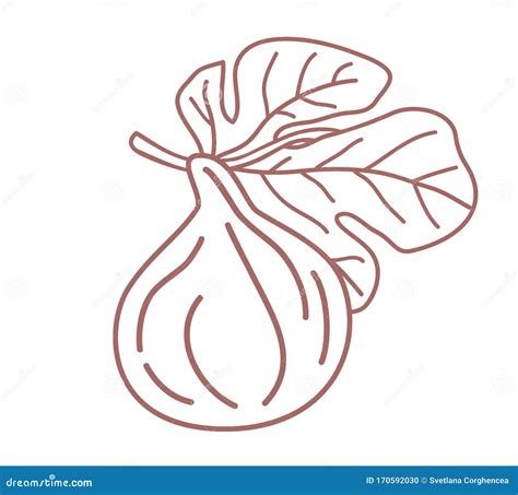 Isolated Fig Outline Design Vector Illustration Sketc Single Fig Fruit
