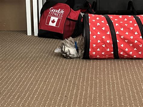 Passed Out Kitty Rcats