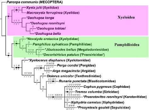 The Strict Consensus Tree Of The Phylogenetic Analysis