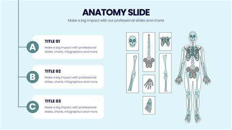 anatomy powerpoint templates
