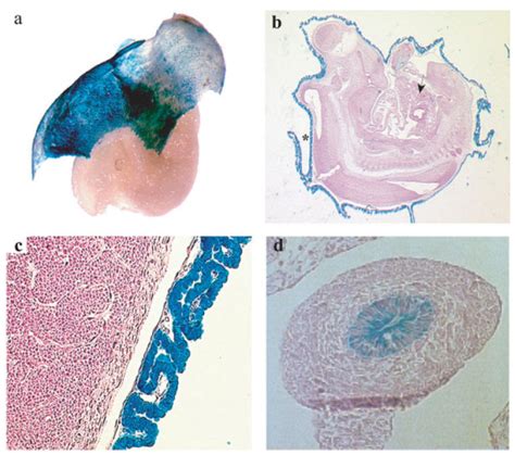 Tgvil1 Cre20syr Alimentary System Recombinase Activity Detail Mgi Mouse