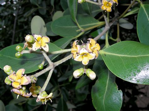 Plant Names Thai Plant Names