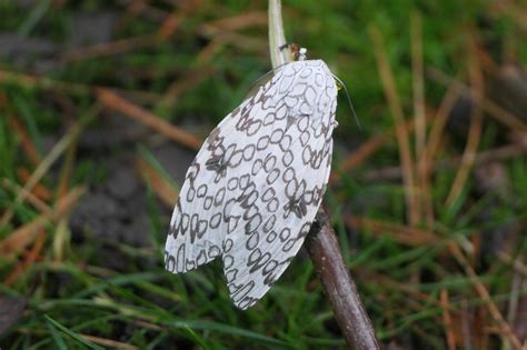 Moth Hypercompe Caudata Facebook