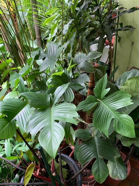 Plantfiles Pictures Philodendron Florida Beauty Philodendron By