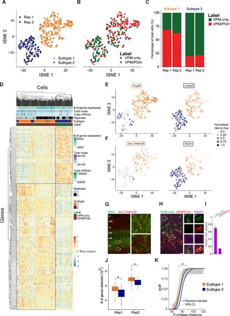 Unbiased Clustering Of Single L6cthn Transcriptomes Defines Two