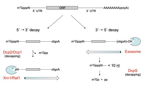 The Christopher Lima Lab Rna Decay Gerstner Sloan Kettering Graduate