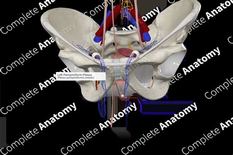 Left Pampiniform Plexus Complete Anatomy