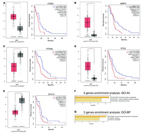 survival analysis results of 5 degs a e based on the gepia