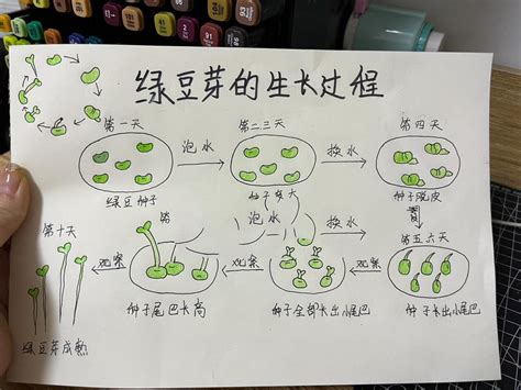 植物观察记录图片简笔画绿豆（汇总11张） 简笔画图片大全