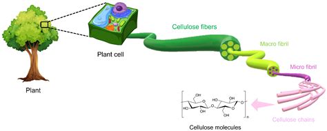 Cellulose In Plants