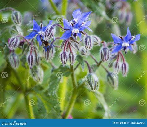 Growing Borago officinalis stock photo. Image of beautiful - 91101648