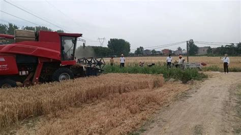 龍亭區政府副區長張永剛調研指導「三夏」生產工作 每日頭條