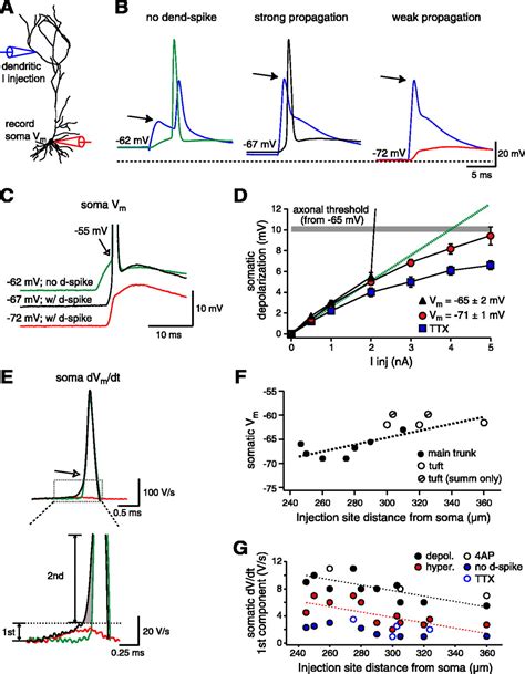 On The Initiation And Propagation Of Dendritic Spikes In Ca1 Pyramidal Neurons Journal Of