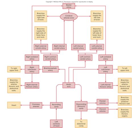 Diagrams Flashcards Quizlet
