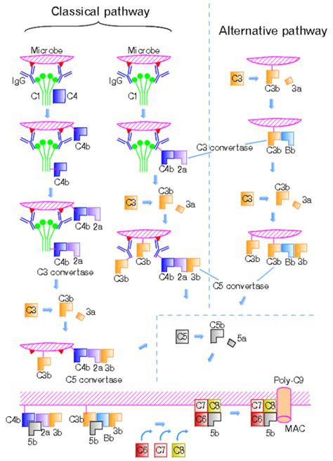 What Is The Difference Between Classical Alternative And Lectin Pathway Compare The Difference