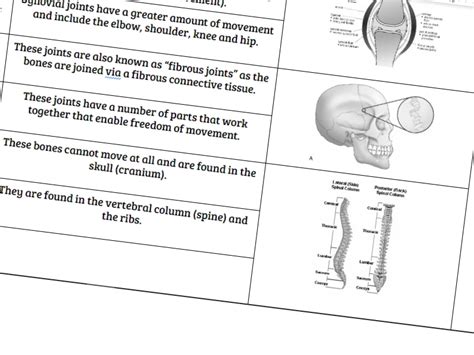 Joint Types Structure And Function Igcse Pe Worksheet Teaching Resources