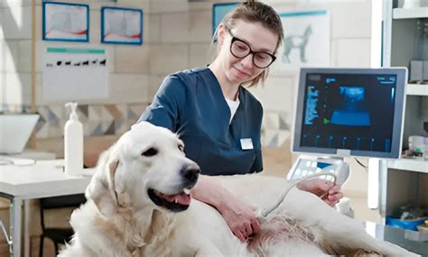 Revolutionizing Veterinary Fpga Based Ultrasound With Enclustra