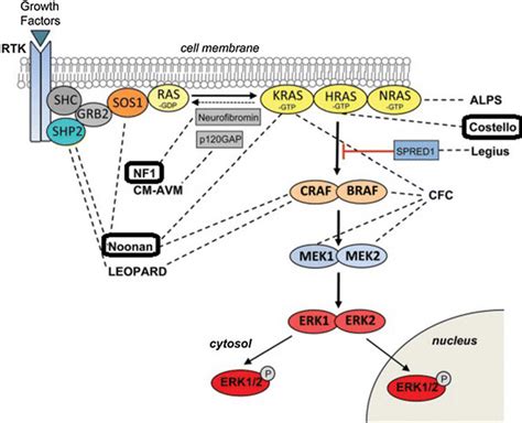 Schematic Drawing Of The Molecular Basis Of The Rat Download