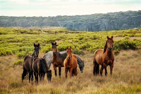 Tunefm On Linkedin Brumbies Might Be Beautiful But Theyre Damaging Our Ecosystems Tunefm