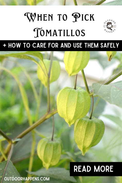 When To Pick Tomatillos For Flavorful Zesty And Safe Fruit Outdoor