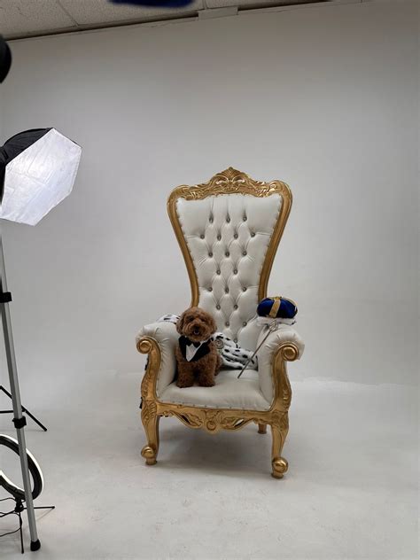 Mojo On Linkedin Everyone Meet Teddy 🐶 ️ Teddy Is Apart Of Our Welcoming Committee …