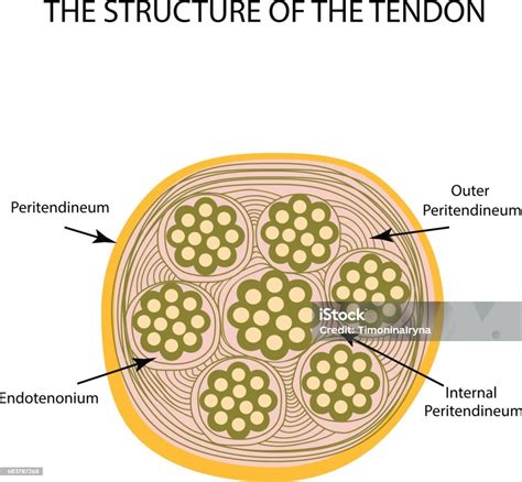 Structure Of Tendon Infographics Vector Illustration On Isolated