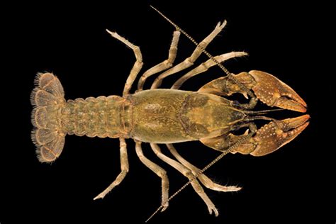 Greensboro Burrowing Crayfish Nc Wildlife