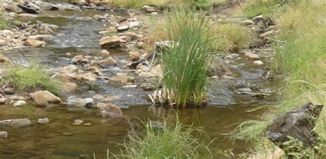 A Rehabilitating Riparian Zones Wip Sixth Creek Catchment Group