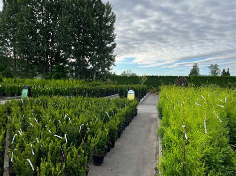 Barlind Plantebørsen