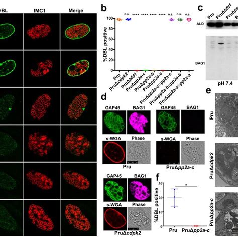 Characterization Of Pp2a Holoenzyme Of Toxoplasma Gondii A Indirect Download Scientific Diagram