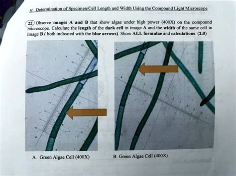Video Solution Determination Of Specimencell Length And Width Using