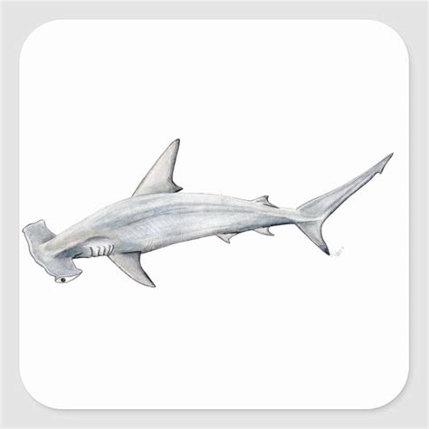 Tiburon Martillo Hammer Head Shark Square Sticker Educational