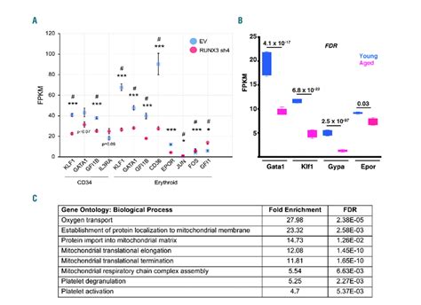 RUNX Deficiency Causes Perturbations In Erythroid Transcriptional Download Scientific Diagram