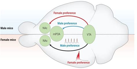 Sexually Dimorphic Dopaminergic Circuits Determine Sex Preference And