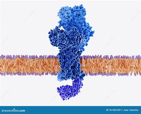 Structure Of A T Cell Receptor Bound To A Cell Membrane Royalty Free
