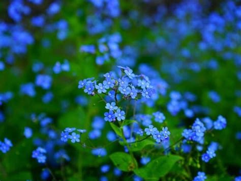 Forget Me Nots Types How To Grow And Care Florgeous