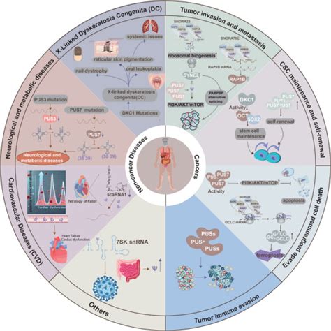 Deciphering The Pseudouridine Nucleobase Modification In Human Diseases