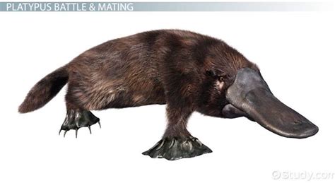 Egg Laying Mammals